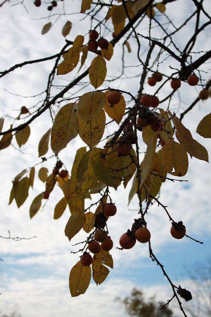 The American Persimmon - Countryside